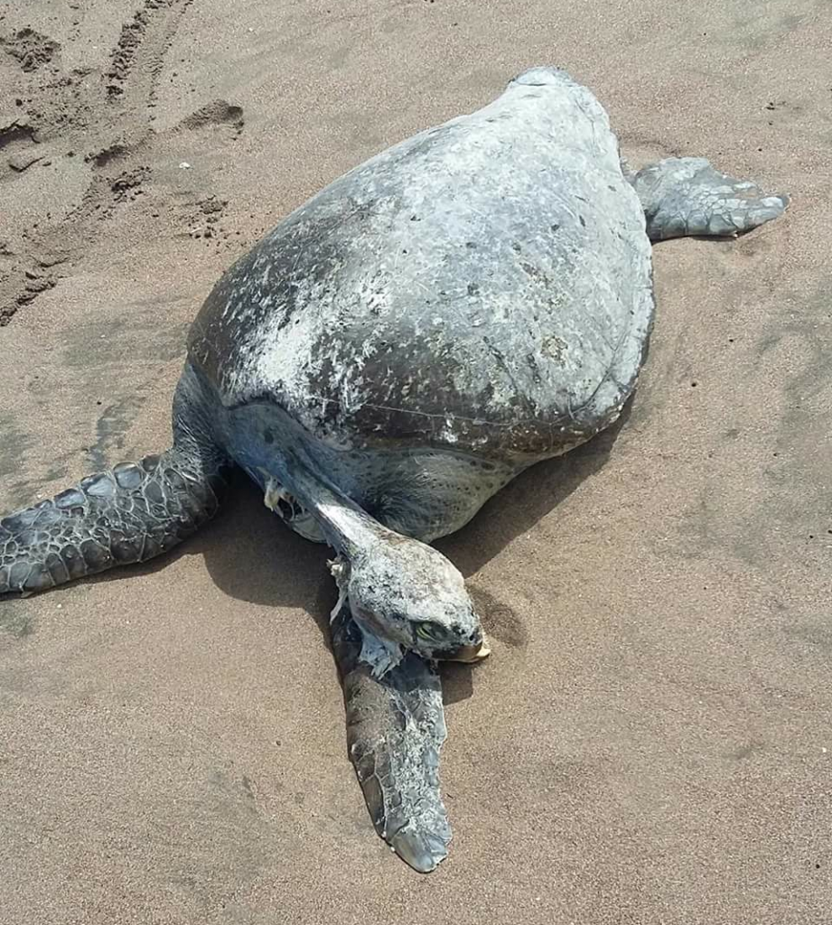 Ya Van 18 Tortugas Mutiladas : Sernapesca y Armada Inician ...